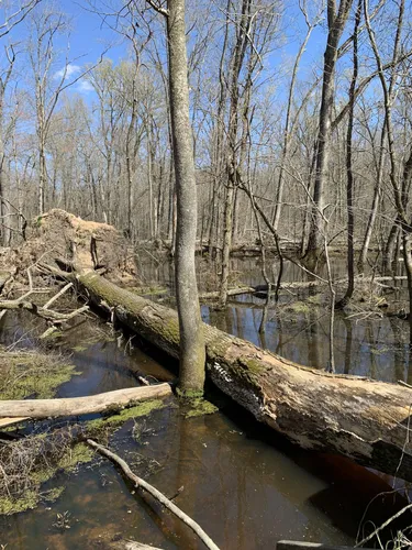 Best Hikes and Trails in Big Cypress Tree State Park | AllTrails