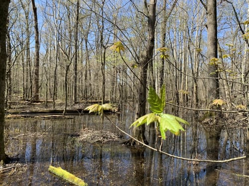 Best Hikes and Trails in Big Cypress Tree State Park | AllTrails