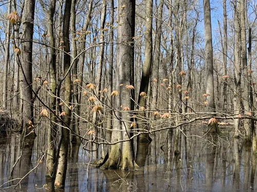 Best Hikes and Trails in Big Cypress Tree State Park | AllTrails