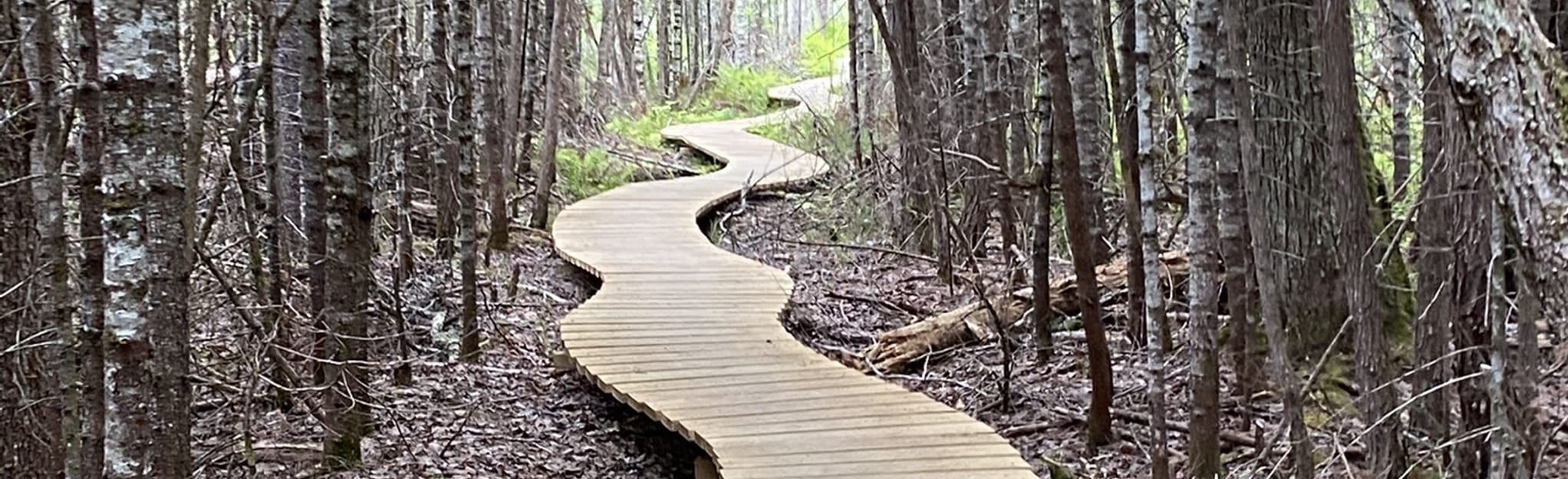 Witt's End Trail - Maine | AllTrails