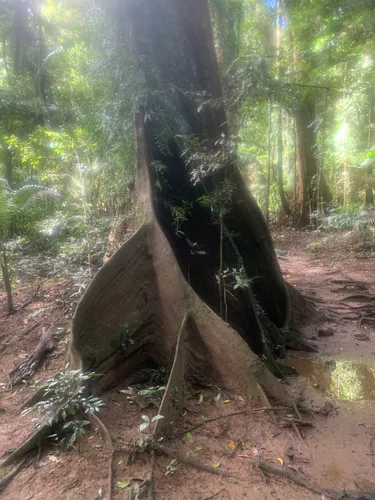 Best Hikes and Trails in Coramba Nature Reserve | AllTrails