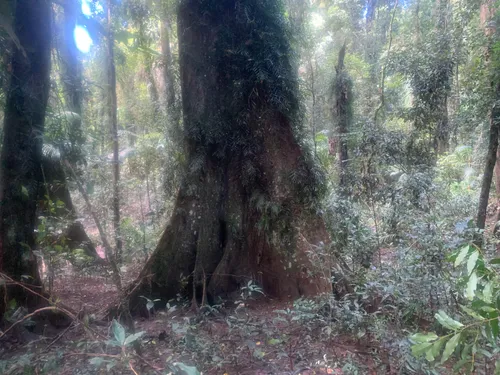 Best Hikes and Trails in Coramba Nature Reserve | AllTrails