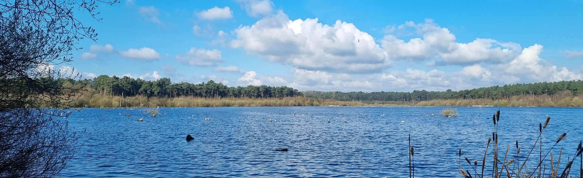 Blakemere and Delamere Circular, Cheshire, England - 51 Reviews, Map ...