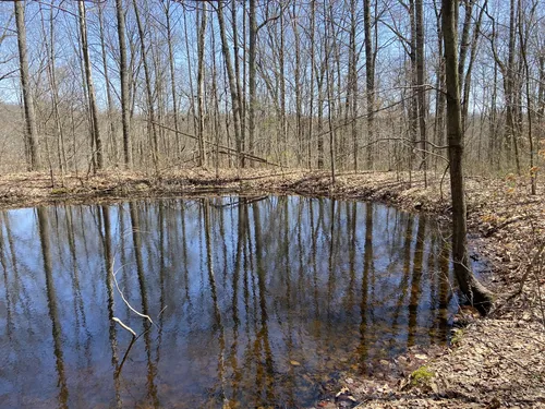 Best Hikes and Trails in Morgan Monroe State Forest | AllTrails