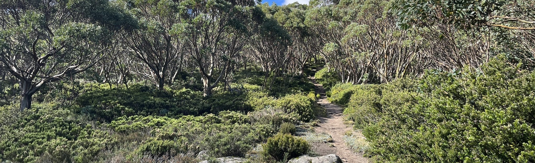 Mount Saint Gwinear and Mount Erica via Australian Alps Walking Track ...