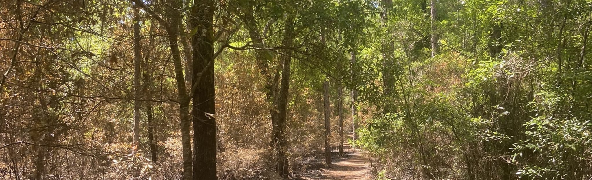 Dames Caves and Lizzie Heart Sink Loop Trail: 1.678 foto's - Florida ...