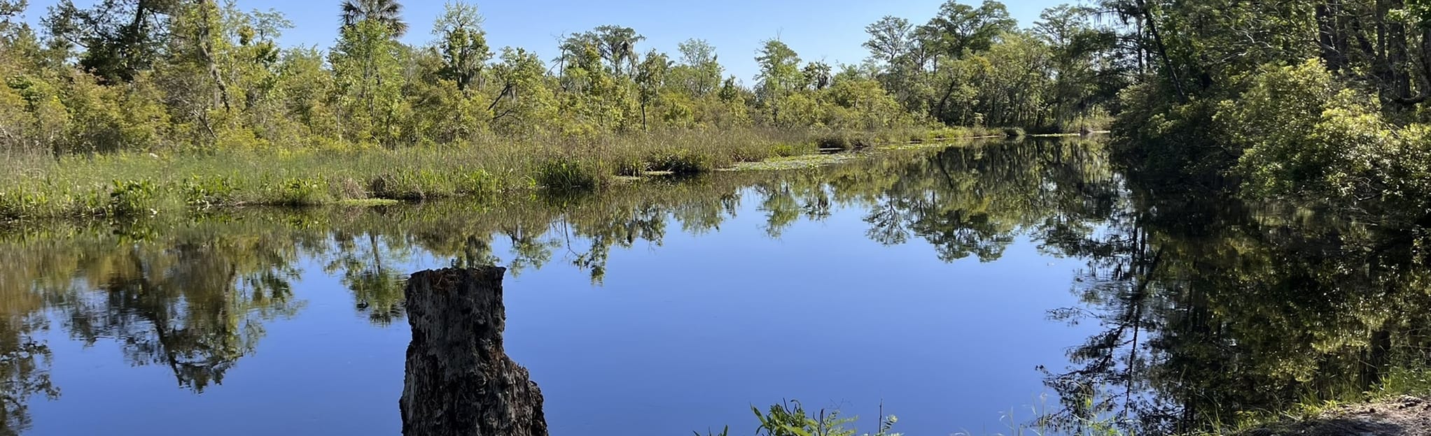 Cary State Forest Preserve Trail: 120 Reviews, Map - Florida | AllTrails