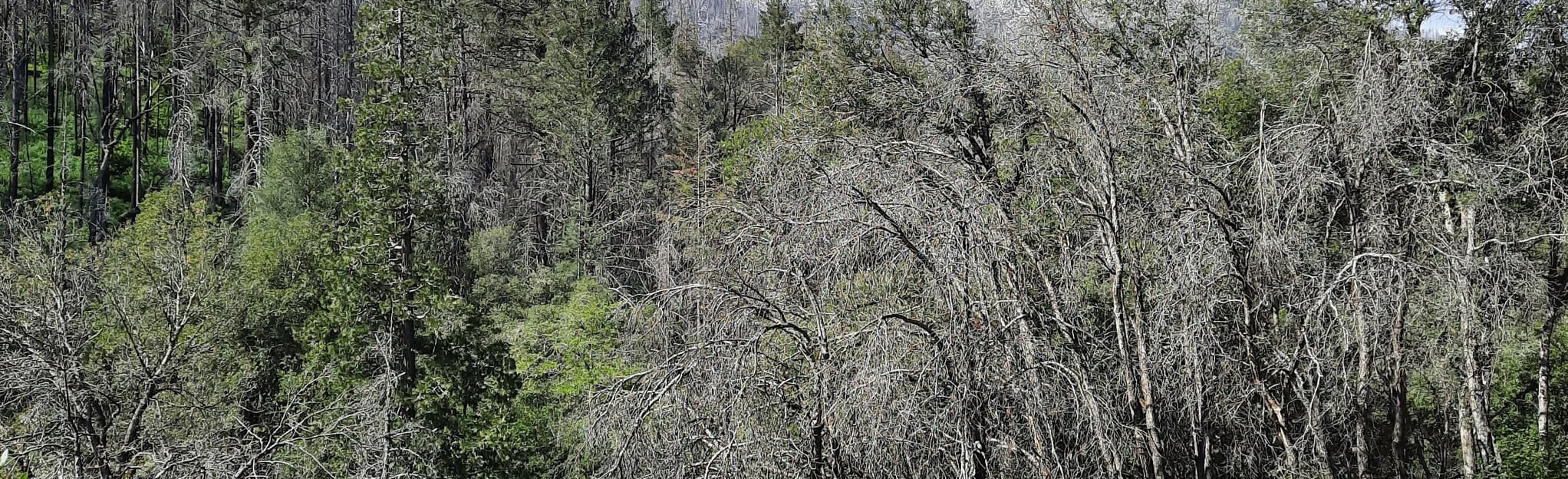 Boulder Creek Falls via Boulder Creek Trail: 149 foto's - Californië ...