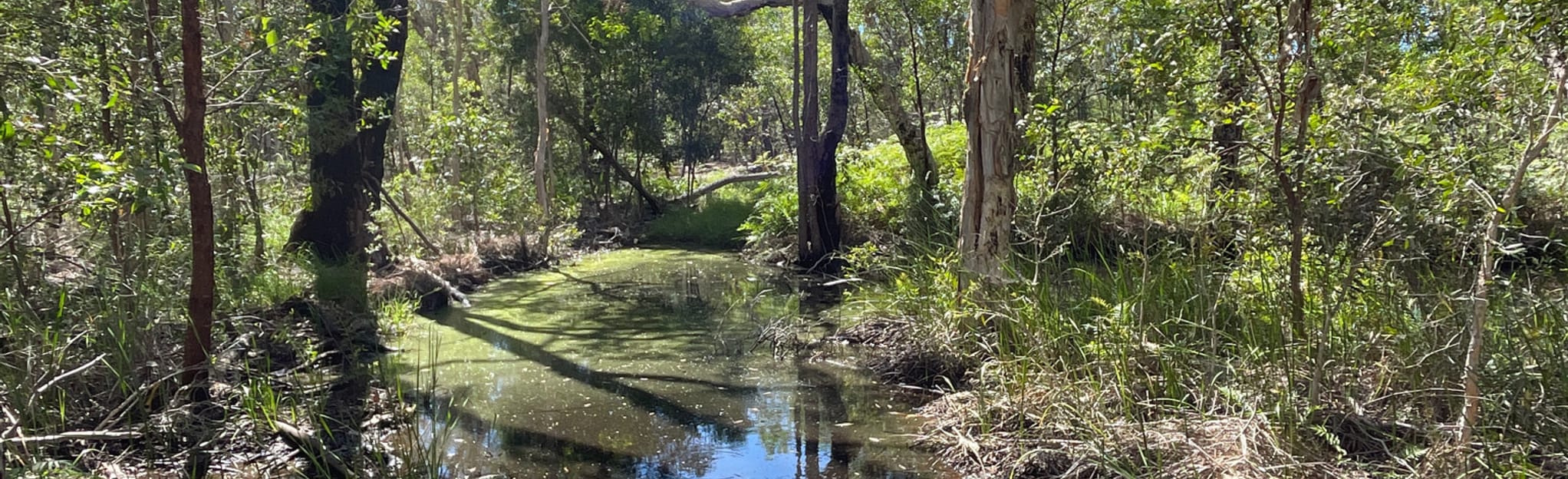Vera Scarth-Johnson Wildflower Reserve Walk, Queensland, Australia - 10 ...