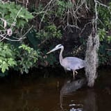 Largo Nature Preserve Loop, Florida - 392 Reviews, Map | AllTrails