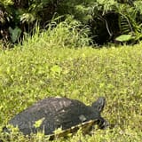 Largo Nature Preserve Loop, Florida - 392 Reviews, Map | AllTrails