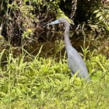 Largo Nature Preserve Loop, Florida - 392 Reviews, Map | AllTrails