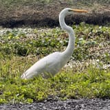 Largo Nature Preserve Loop, Florida - 392 Reviews, Map | AllTrails