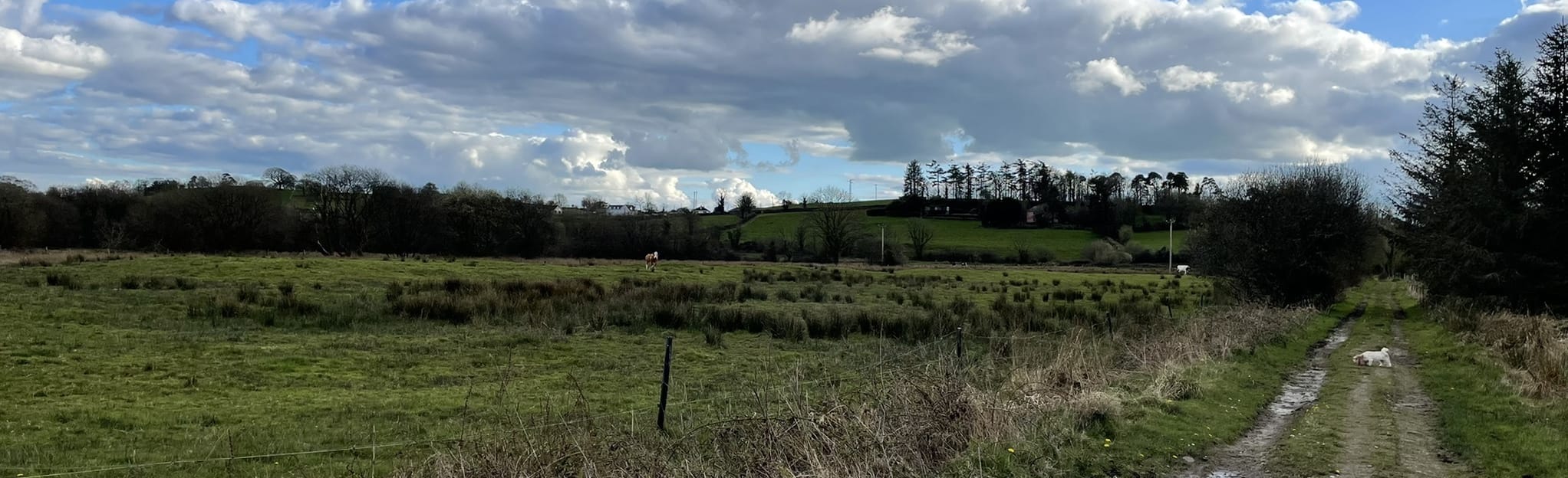 The Pollagh Trail: 11 Reviews, Map - County Tipperary, Ireland | AllTrails