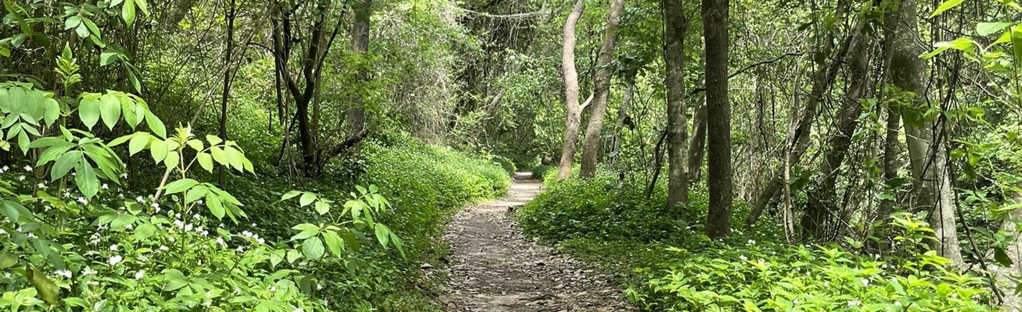 Fern Trail: 390 Reviews, Map - Florida | AllTrails