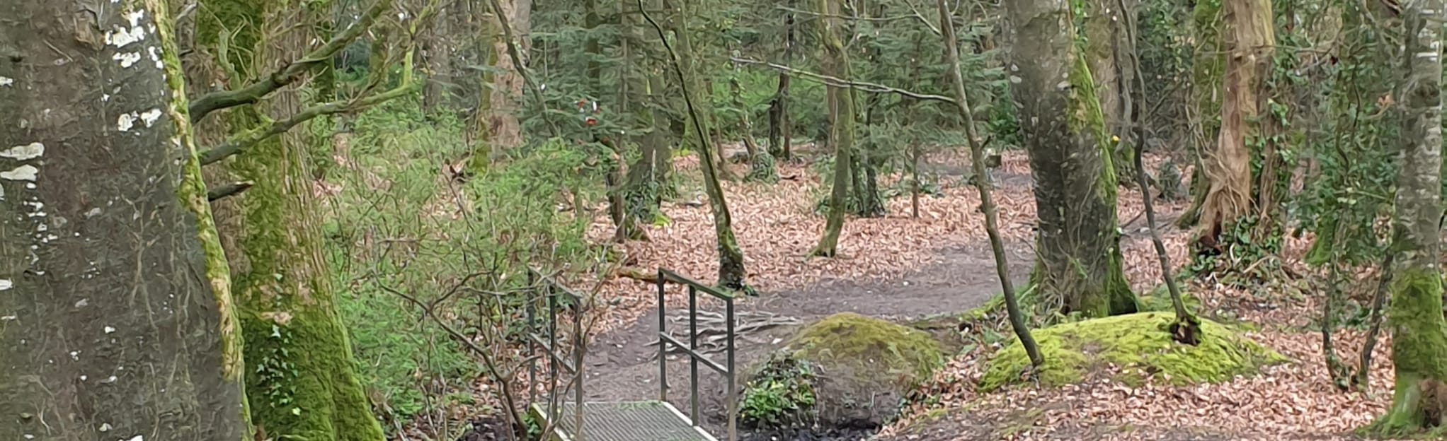 Rathescar Lake Loop: 5 Reviews, Map - County Louth, Ireland | AllTrails