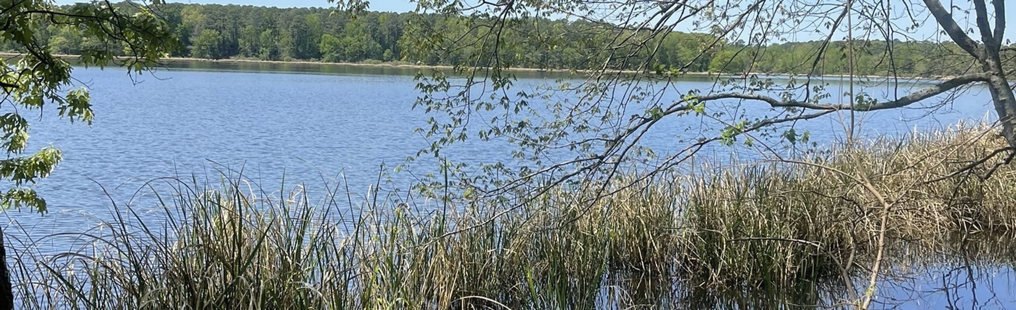 Bringle Lake Park Full Loop: 231 Reviews, Map - Texas | AllTrails