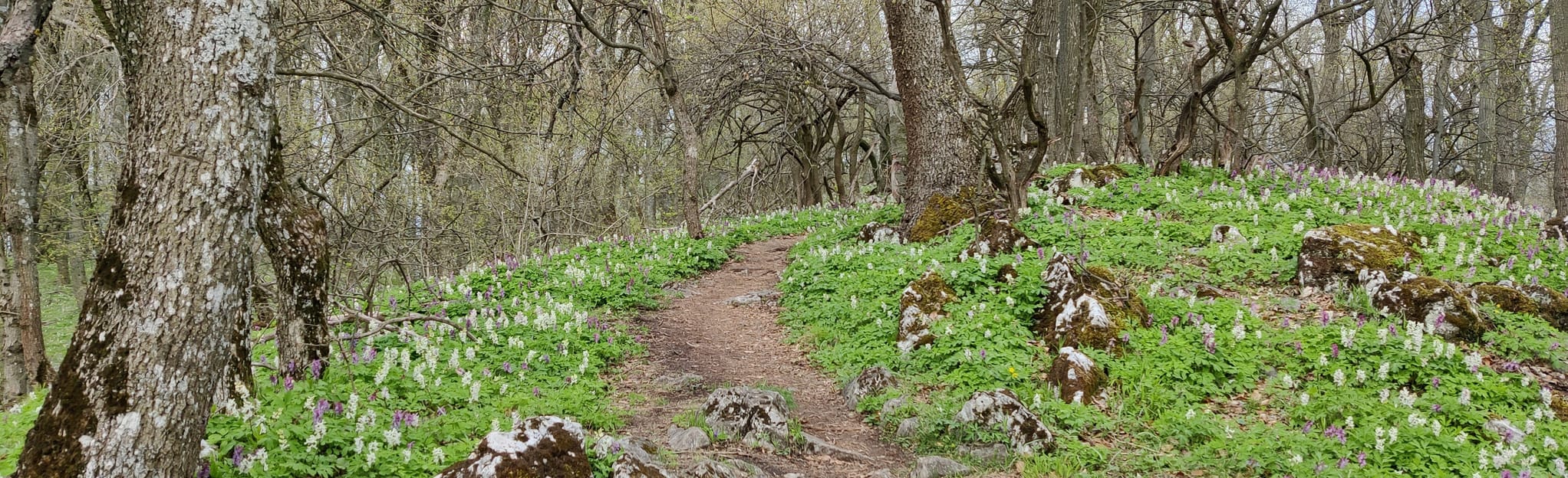 Circular hike Kosd - Gate of Naszály Hill | Map, Guide - Pest, Hungary ...