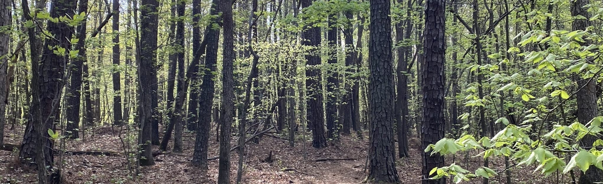 Greene Tract Forest [CLOSED], North Carolina - 61 Reviews, Map | AllTrails