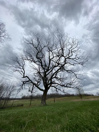 2023 Best Wild Flowers Trails in Ash Grove | AllTrails