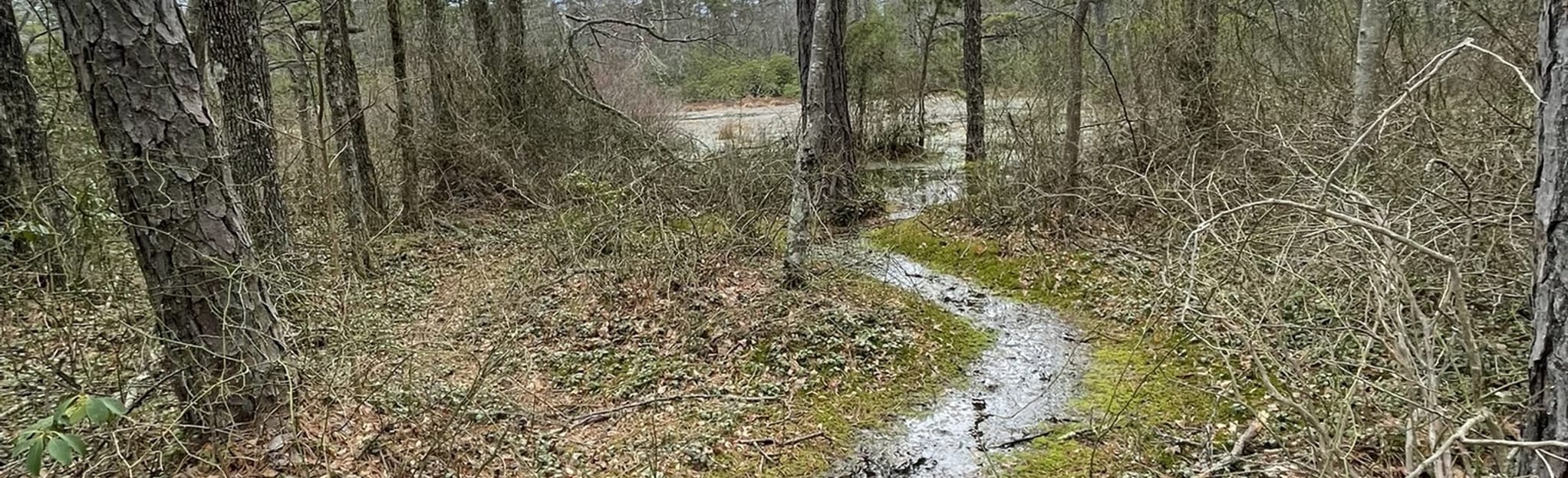 Kennedy Ridge Trail: 37 Reviews, Map - Virginia | AllTrails