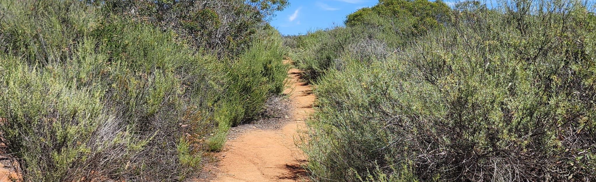 Horned Lizard Bypass, Austin's Trail and Kid's Loop: 321 Reviews, Map ...