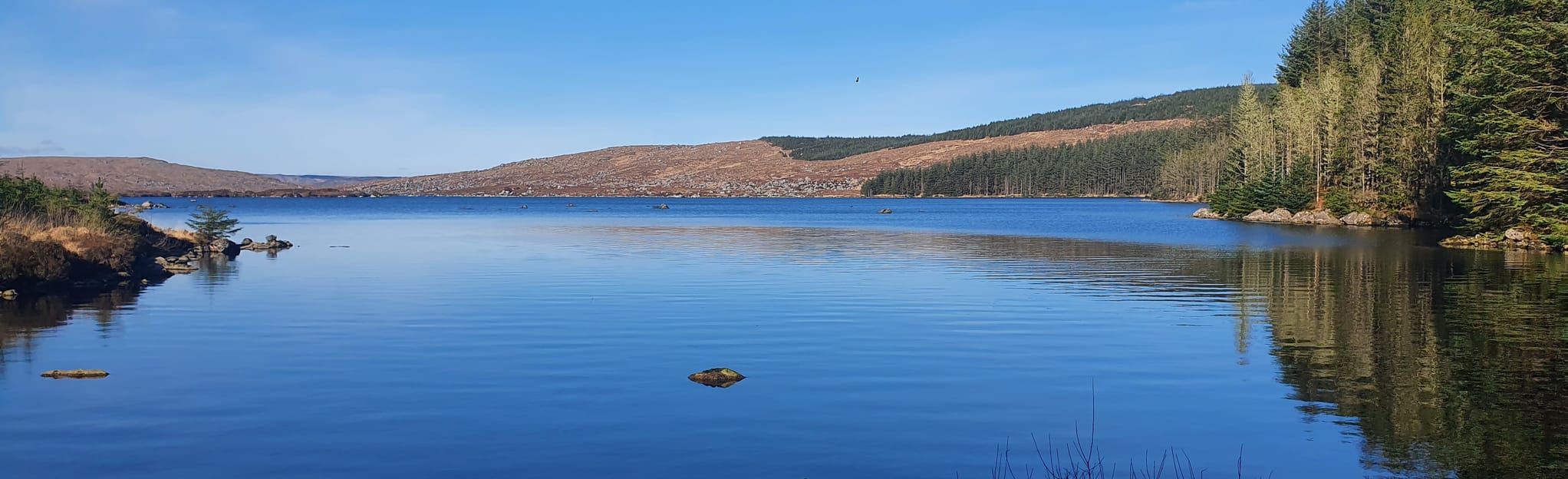 Coole Park Nature Reserve - County Galway, Ireland | AllTrails