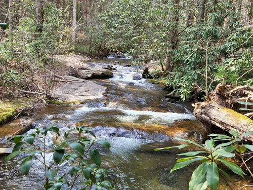 10 Best Hikes and Trails in Chestatee Wildlife Management Area | AllTrails