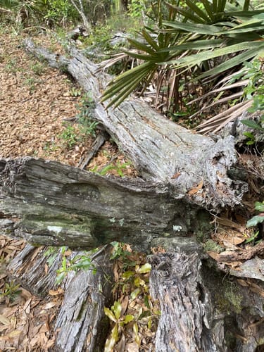 Best Hikes and Trails in Guale Preserve | AllTrails