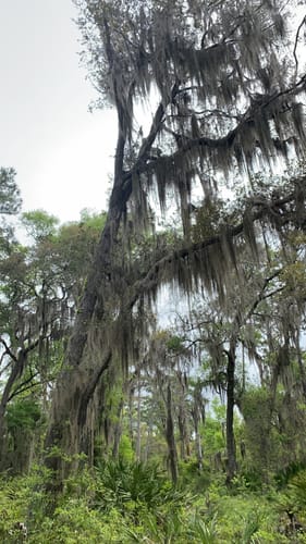 Best Hikes and Trails in Guale Preserve | AllTrails