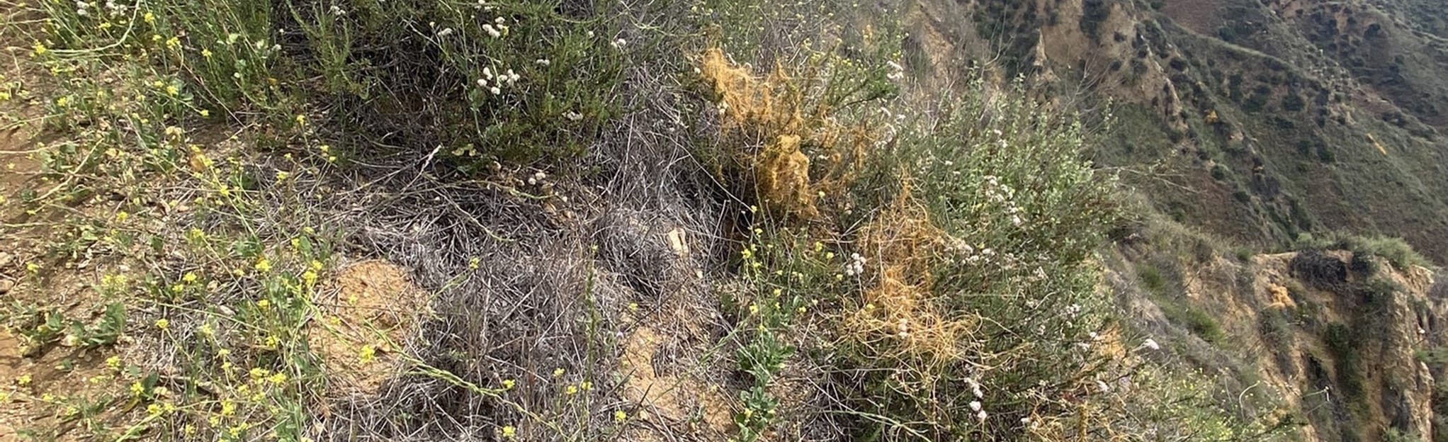 Magnolia Trail to Buzzard Peak, California - 327 Reviews, Map | AllTrails