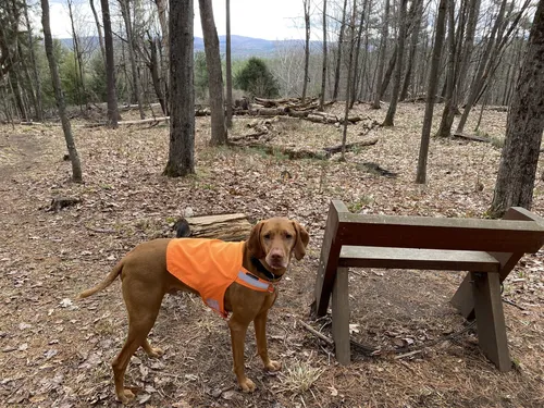 Best Hikes and Trails in Balch Hill Natural Area | AllTrails