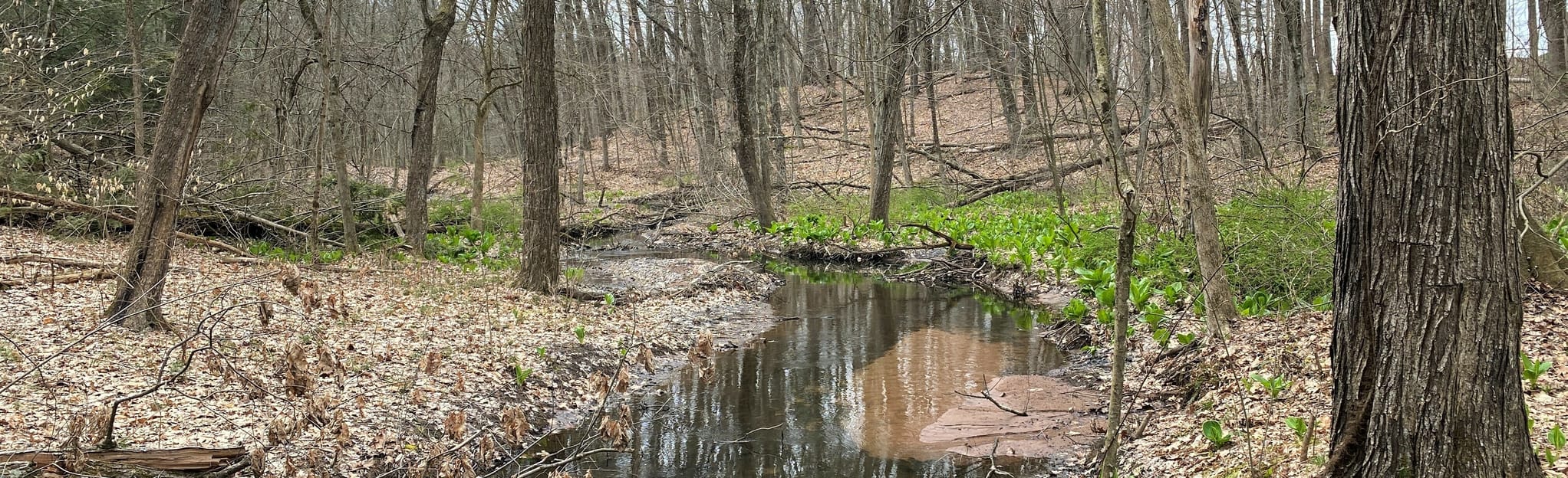 Rye Street Park Yellow Trail Loop, Connecticut - 30 Reviews, Map ...