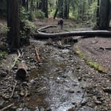 Lake Lagunitas, California - 534 Reviews, Map | AllTrails