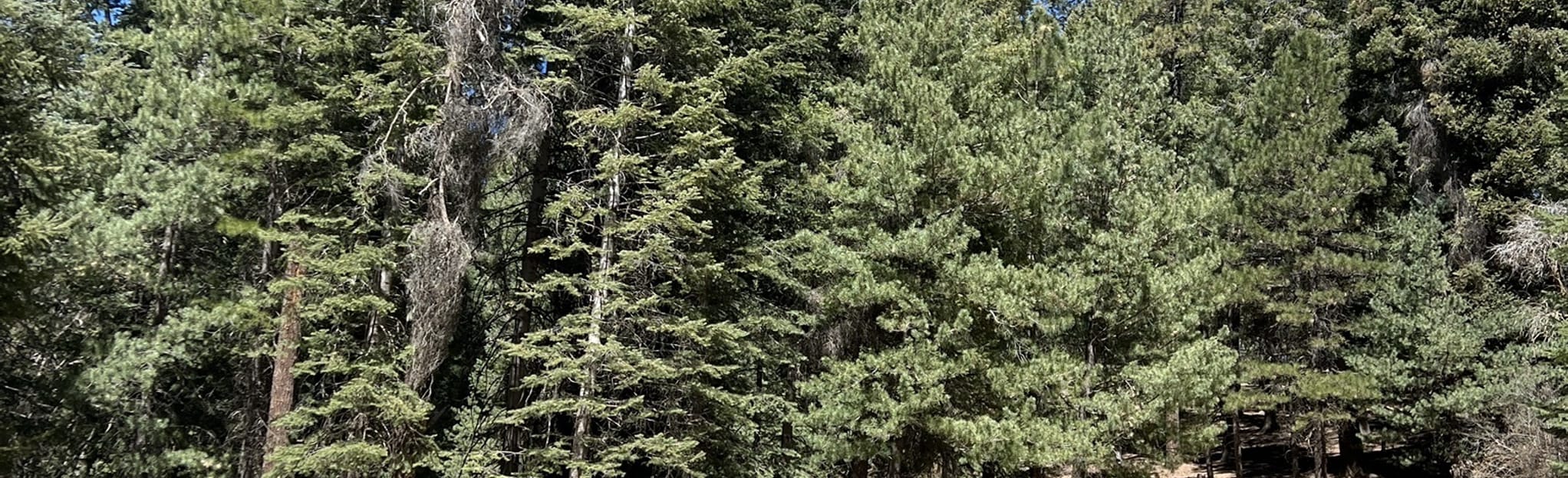 Bear Wallow Spring: 316 Reviews, Map - Arizona | AllTrails