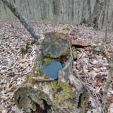 Nebo Ridge Trail, Indiana - 196 Reviews, Map | AllTrails