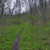 Nebo Ridge Trail, Indiana - 196 Reviews, Map | AllTrails