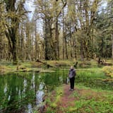 Maple Glade Nature Trail, Washington - 196 Reviews, Map | AllTrails
