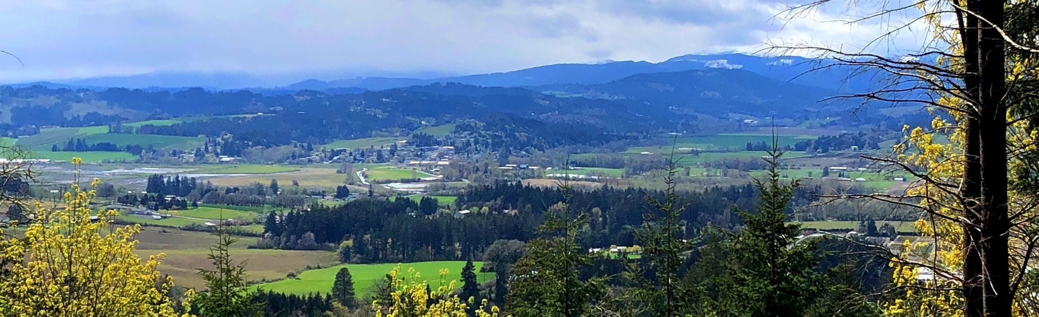 Chehalem Ridge Trail via Timber Road: 322 Reviews, Map - Oregon | AllTrails