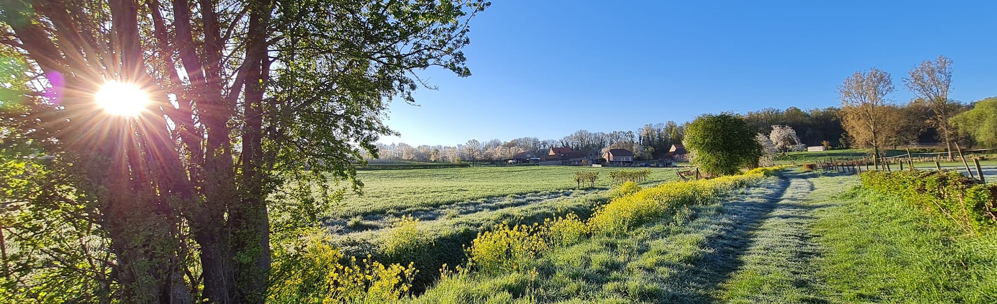 Cicindria Straeten groene rechthoek: 2 Fotos - Provinz Limburg, Belgien ...
