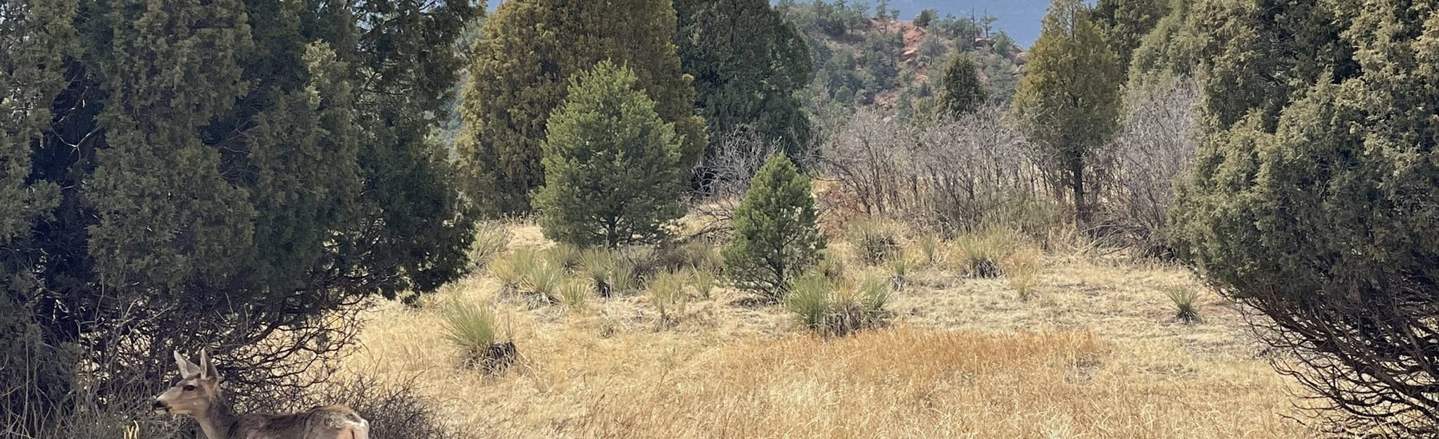 Susan G. Bretag Trail and Palmer Trail Loop - Colorado | AllTrails