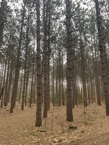 Best 10 Hiking Trails in Au Sable State Forest | AllTrails