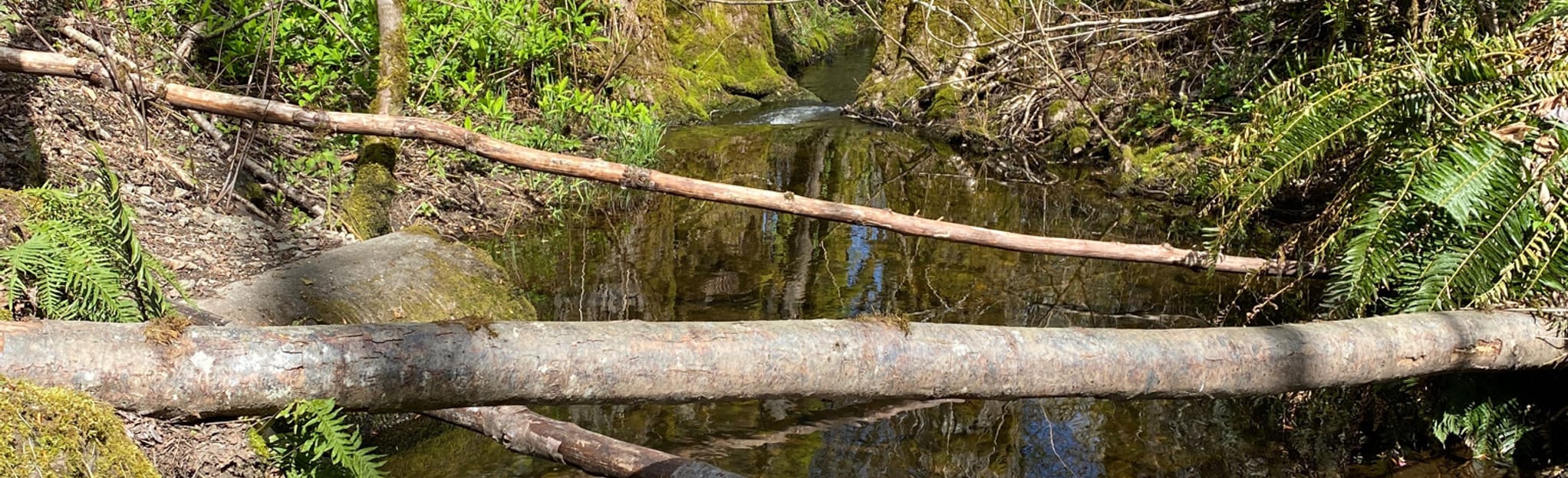 Wildside Trail, Washington - 183 Reviews, Map | AllTrails