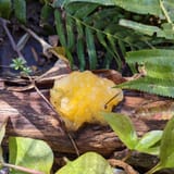 Grand Ridge Park Trail, Washington - 397 Reviews, Map | AllTrails