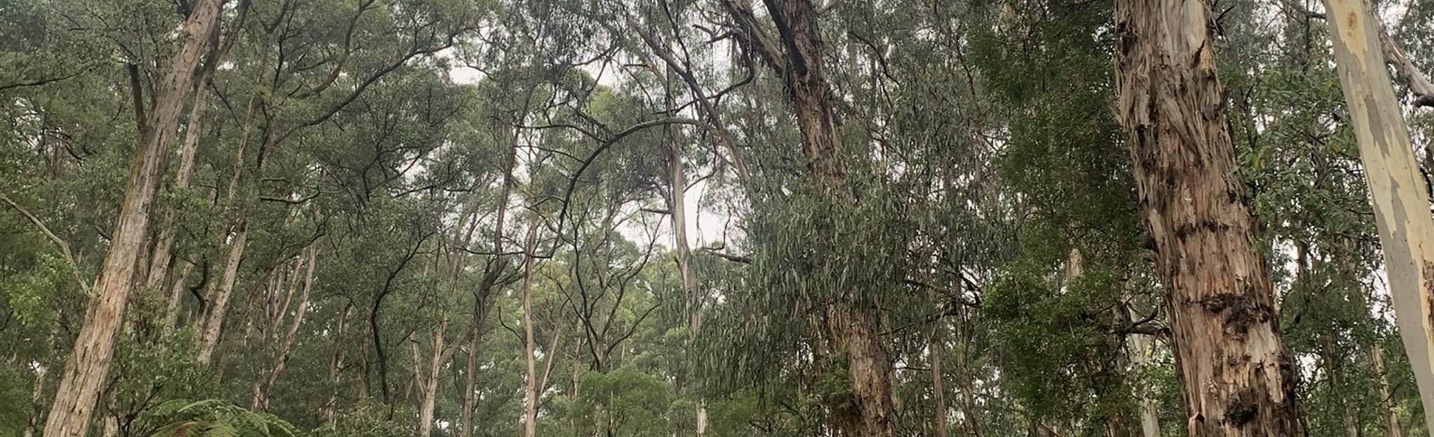 Griffith Falls via Ferndale Road: 16 Reviews, Map - Victoria, Australia ...
