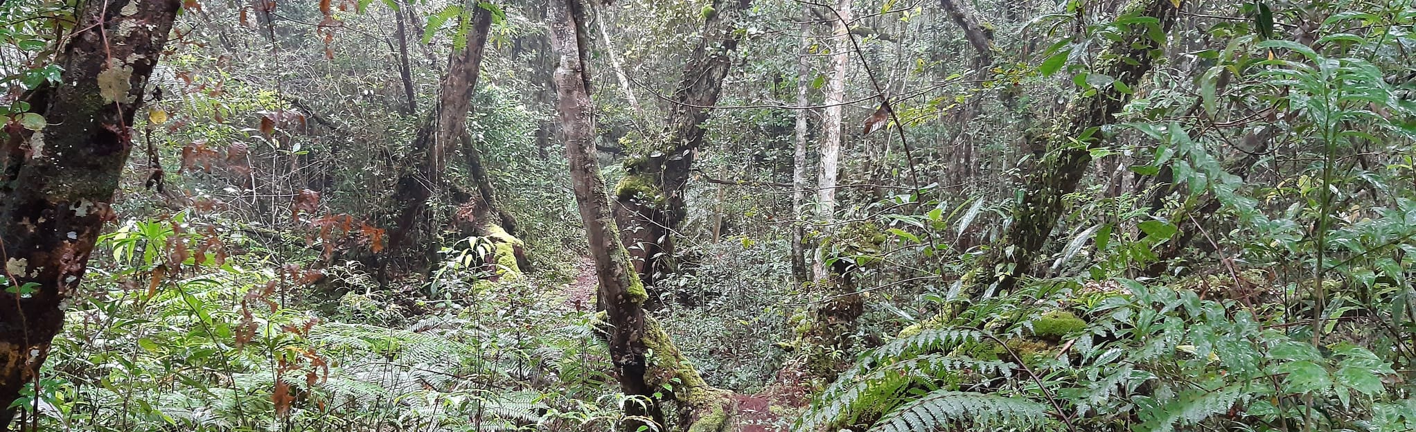 Kledang Saiong via Puncak Jelapang Maju : 4 Photos - Perak, Malaisie ...