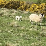 Burrough Hill and Leicestershire Circular Walk, Leicestershire, England ...