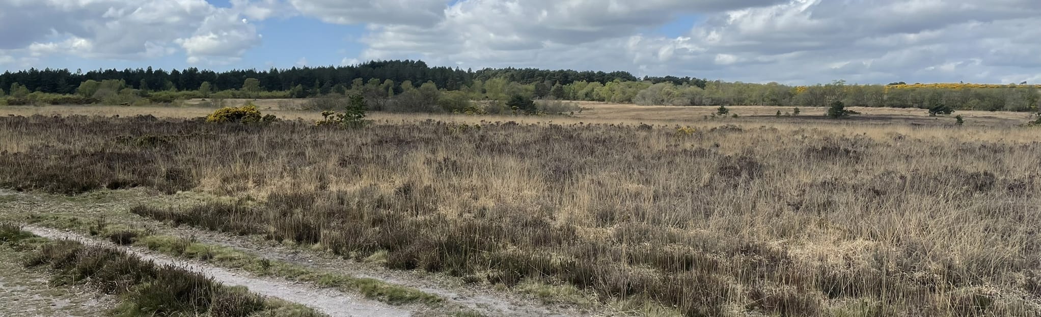 Holt Heath: 41 Reviews, Map - Dorset, England | AllTrails