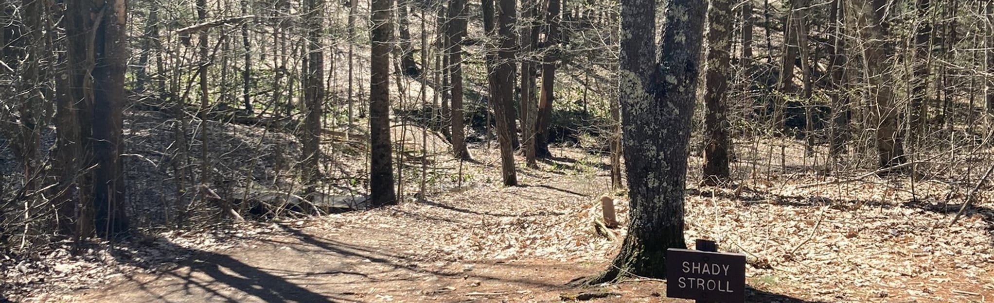 Vaughan Woods Bridal Path, Maine - 51 Reviews, Map | AllTrails