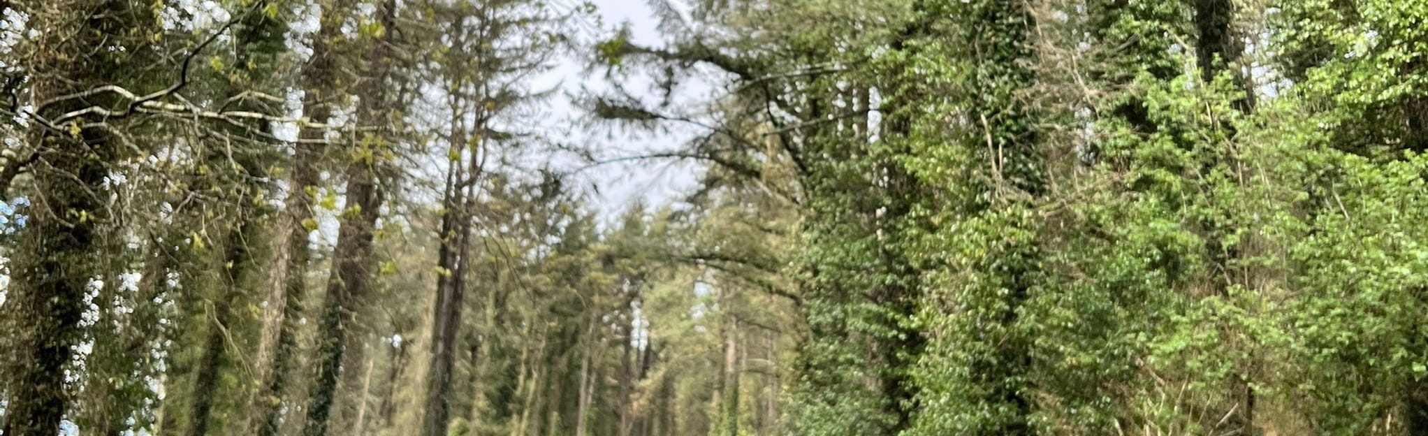 Raven Point Nature Reserve Loop, County Wexford, Ireland - 121 Reviews ...